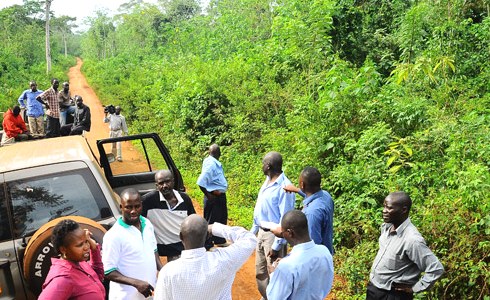 Uganda: Sugar Cane Versus the Mabira Forest - allAfrica.com