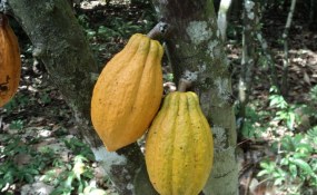 Liberia: The Cocoa Comeback - allAfrica.com