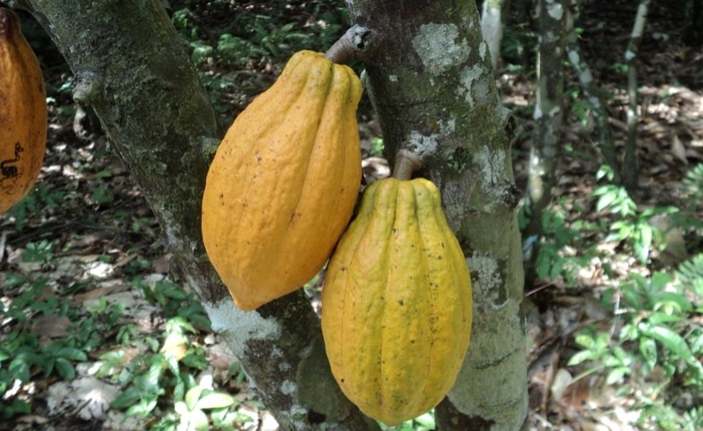 Liberia: The Cocoa Comeback - allAfrica.com