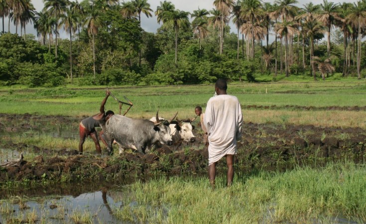 Liberia: Gov't Adjusts Prices for Rice, Others - allAfrica.com