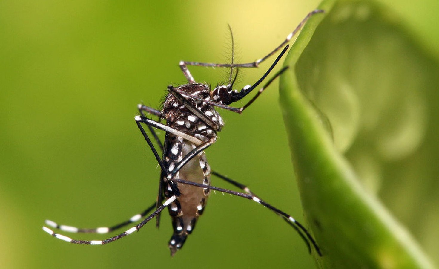 Africa: WHO Launches Plan to Tackle Growing Threat of Dengue, Other ...
