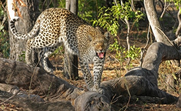 Leopard Spotted in Cameroon Raises Conservationists' Hopes - allAfrica.com