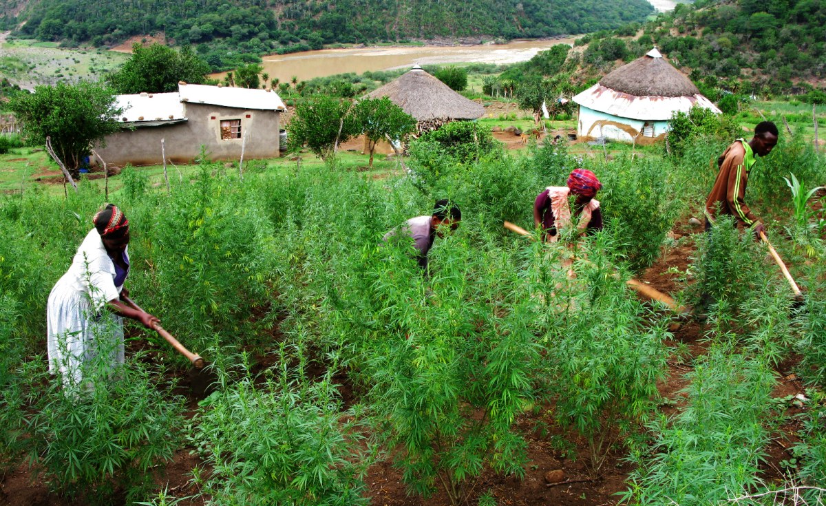 Marijuana Investors' Right to Run Out of Patience - Uganda Govt ...