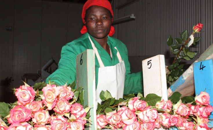 Rwanda: 10 Local Flower Exporters for Amsterdam Expo - allAfrica.com