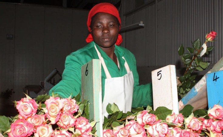 East Africa: How Rwanda Can Achieve Flower Exports Target - allAfrica.com