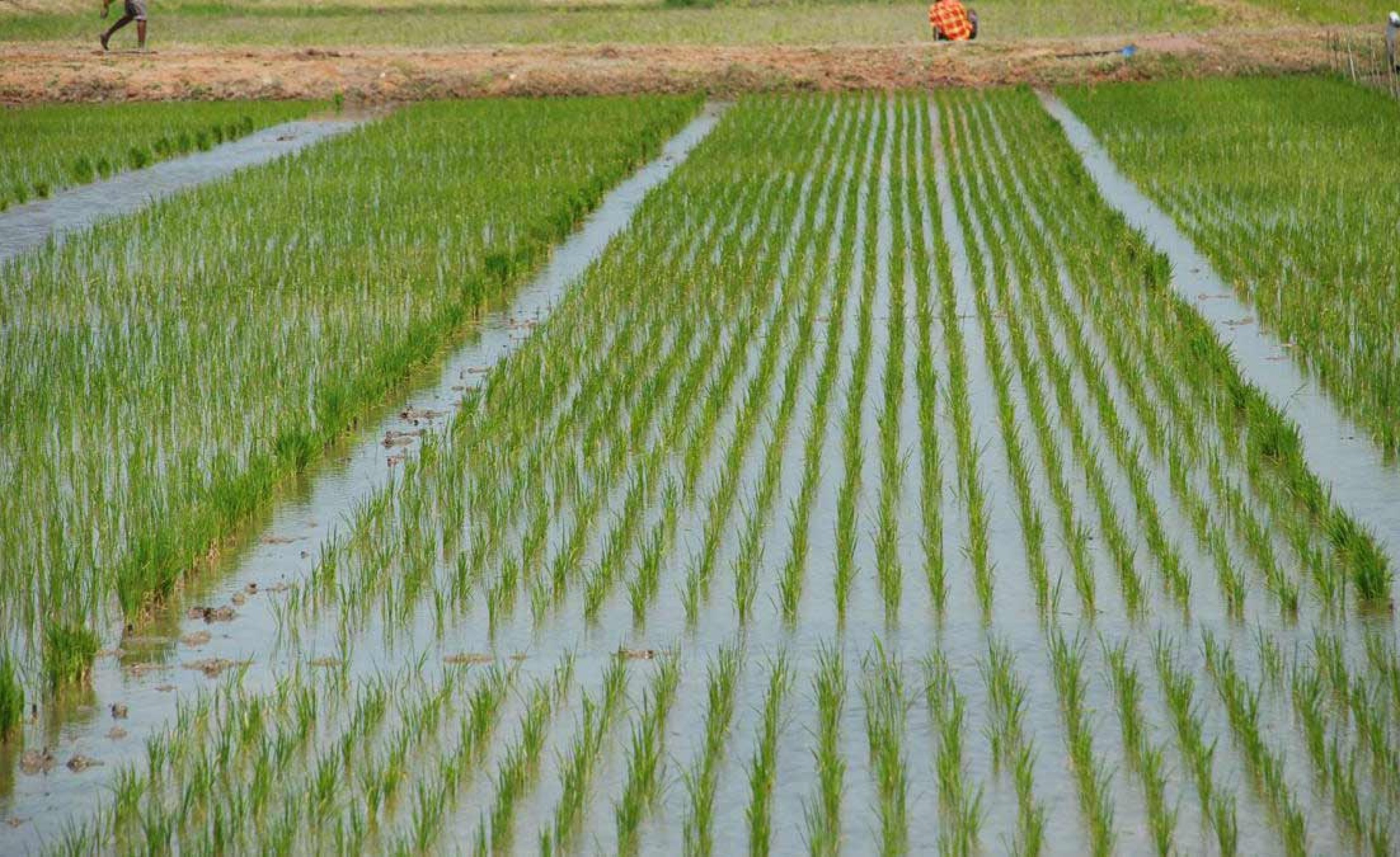 Nigeria: Rice Farmers in South-South Strategises to Boost Production ...