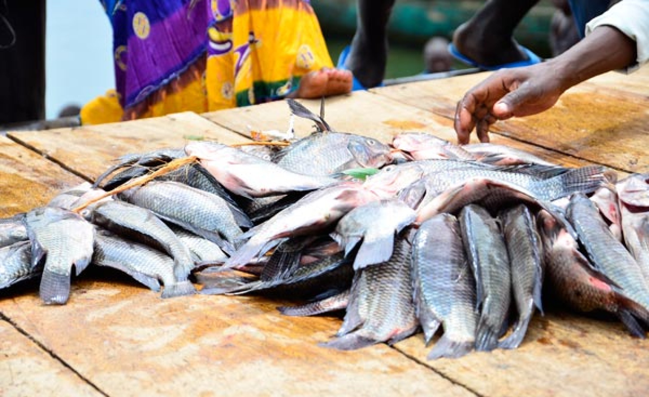 Uganda: Govt Fears Fish Export Ban Over Pollution - allAfrica.com