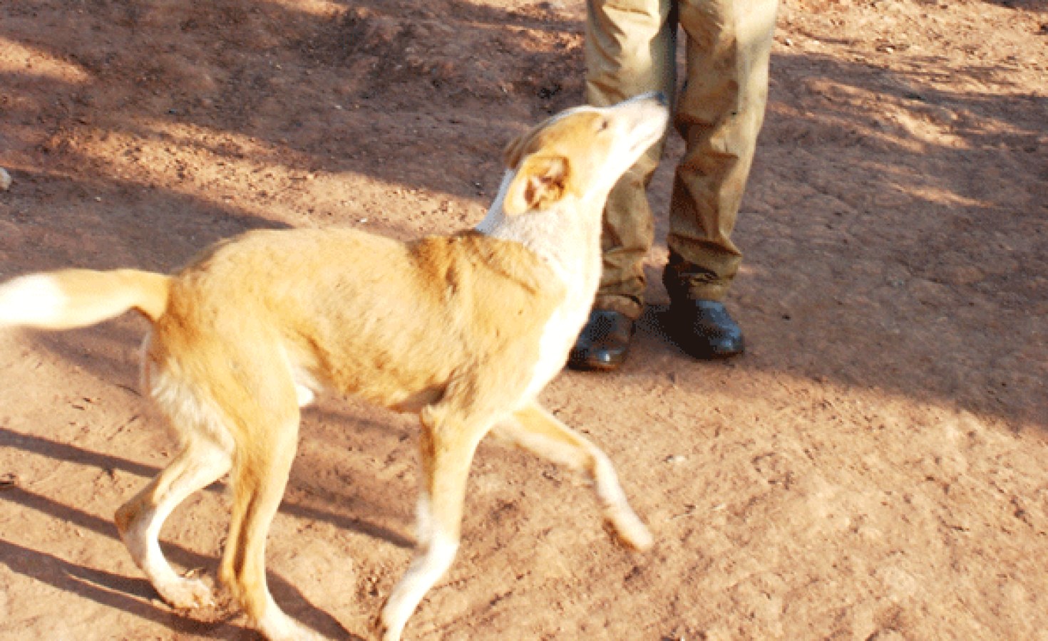 Uganda: Stray Dogs - Police Launch Shoot-to-Kill Operation - allAfrica.com