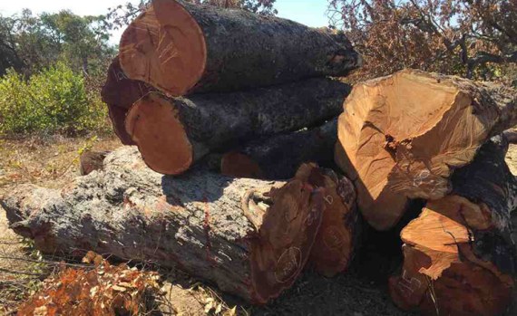 Africa's Mukula Trees Score a Victory As Trade Is Put Under Closer ...