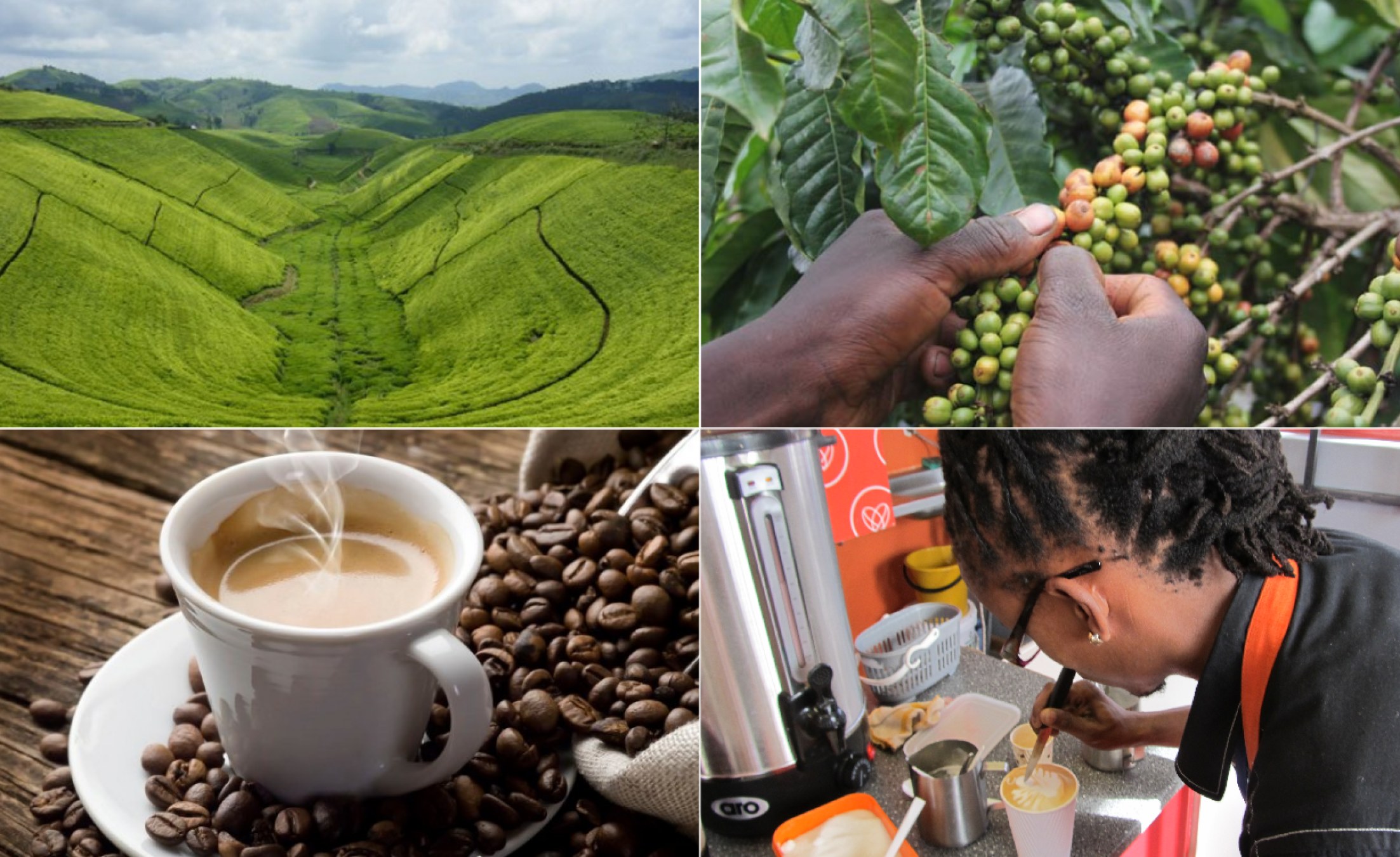 Nigeria: Coffee - Plateau's Untapped Gold Mine - allAfrica.com
