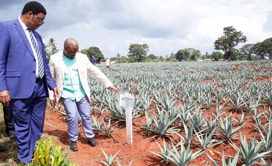 Govt to Repossess and Restore Fallow Sisal Farms in Tanzania ...