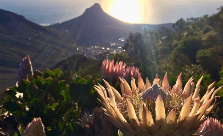 South Africa: Cloud Computing to Help Save Cape's Unique Fynbos ...