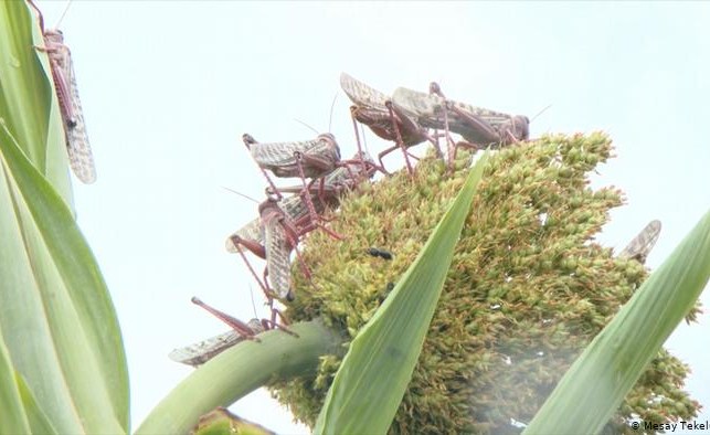 Locust Battle Not Over as Ethiopian Swarms Invade Parts of Kenya ...