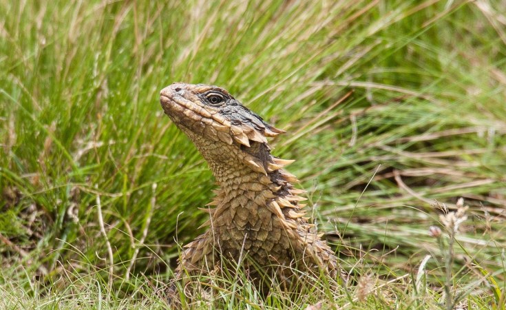 South African Reptiles