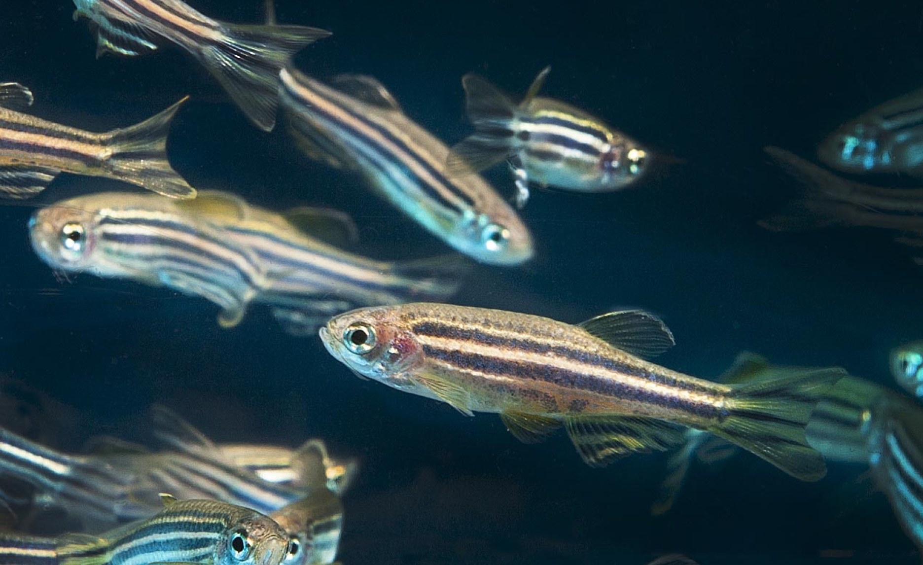South Africa: Zebrafish Research Reveals Green Rooibos Tea's Anxiety ...