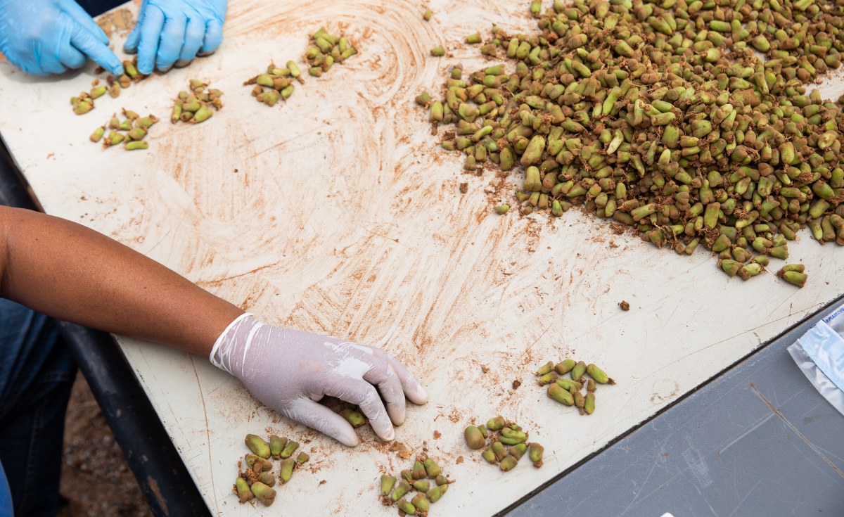 Succulent Smuggling Threatens World's Most Biodiverse Arid Region ...