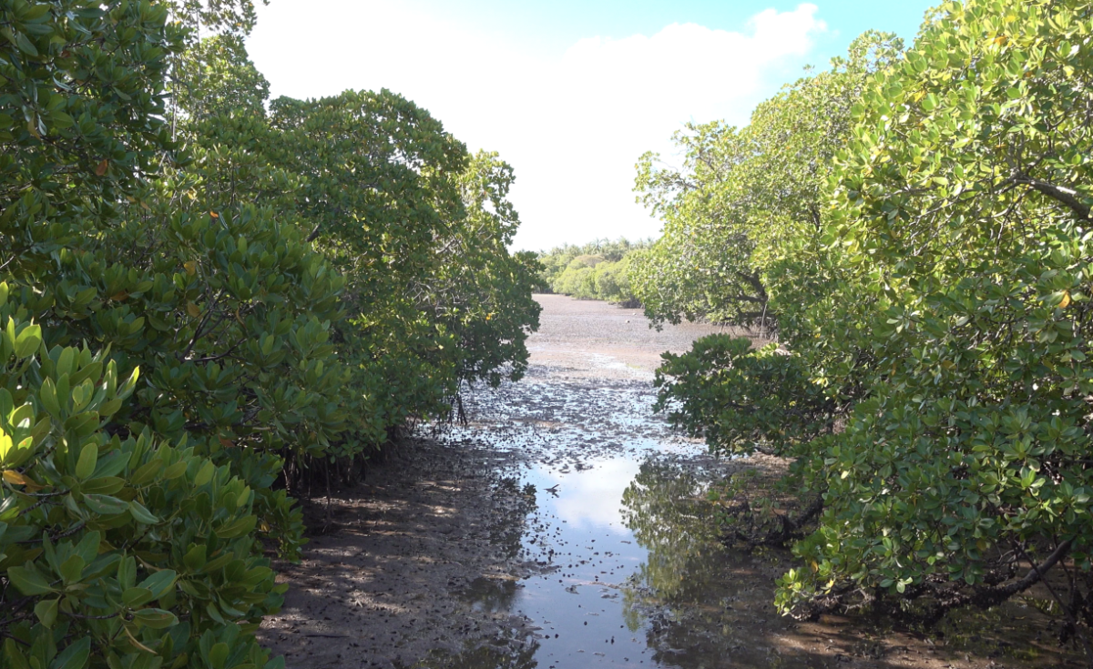 Les villageois de la côte kenyane tirent profit des crédits carbone ...