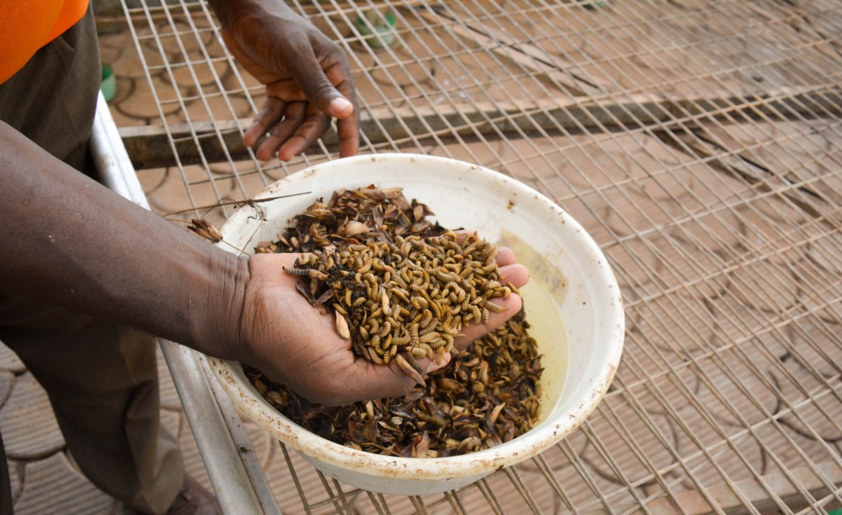 Zimbabwe: Maggot Farming Creates Entrepreneurs, Saves Farming Costs in ...